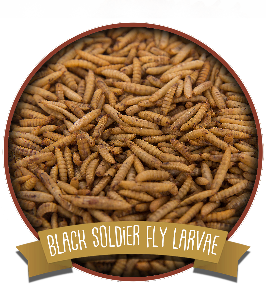 Dried Black Soldier Fly Larvae – Chubby Mealworms Canada Wholesale